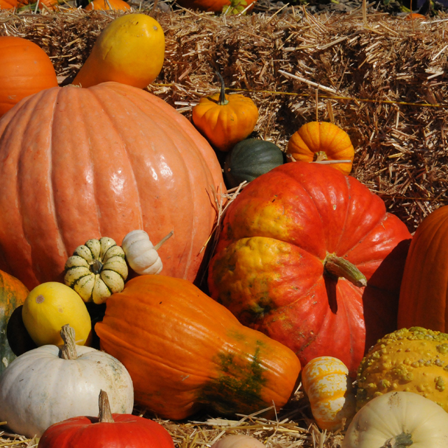 Pumpkins & Fall Decor | Dreamscapes Landscape Center