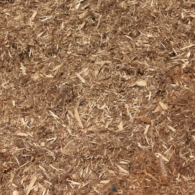 Western Red Cedar | Dreamscapes Landscape Center