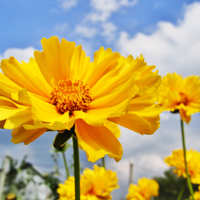 Coreopsis | Dreamscapes Landscape Center