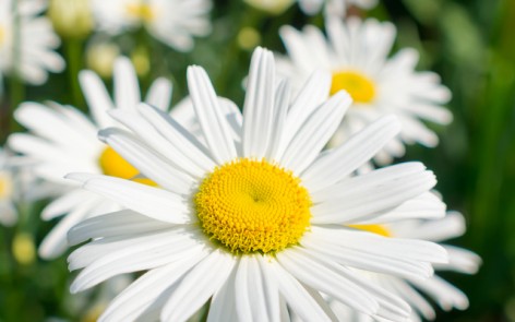 Perennials | Dreamscapes Landscape Center