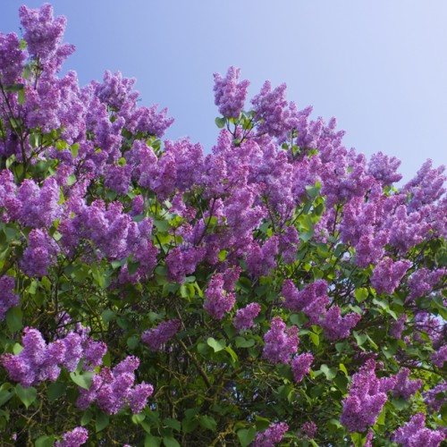 Lilac Bush | Dreamscapes Landscape Center