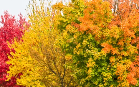 Deciduous Trees | Dreamscapes Landscape Center