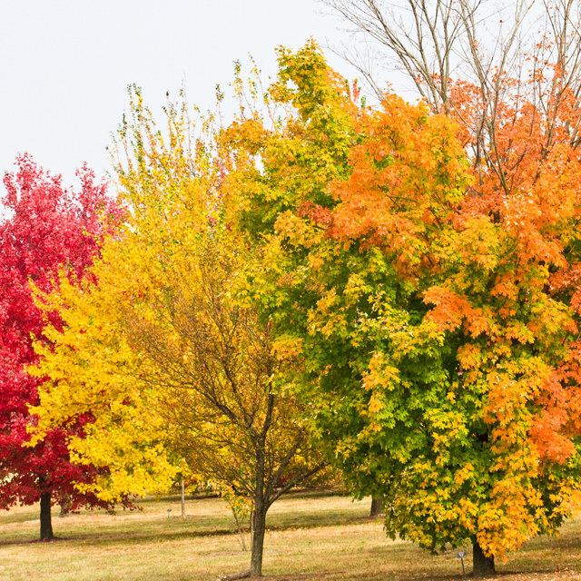 Maple Trees | Dreamscapes Landscape Center