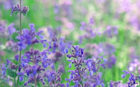 Perennials | Dreamscapes Landscape Center