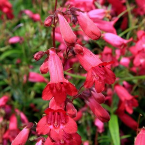 Penstemon | Dreamscapes Landscape Center