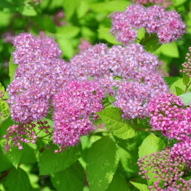 Spirea | Dreamscapes Landscape Center