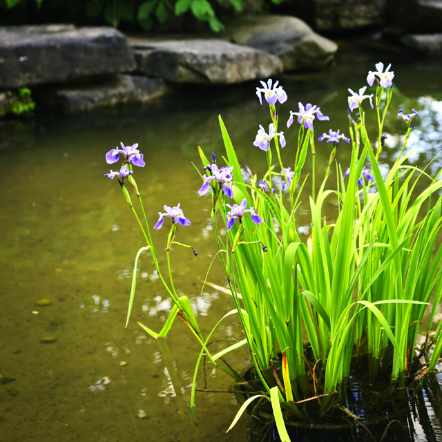 Water Plants | Dreamscapes Landscape Center
