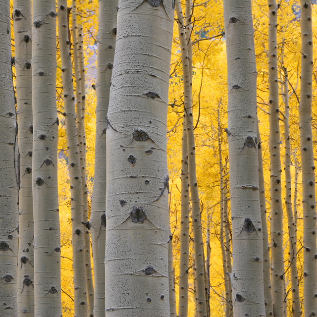 Aspen Trees | Dreamscapes Landscape Center