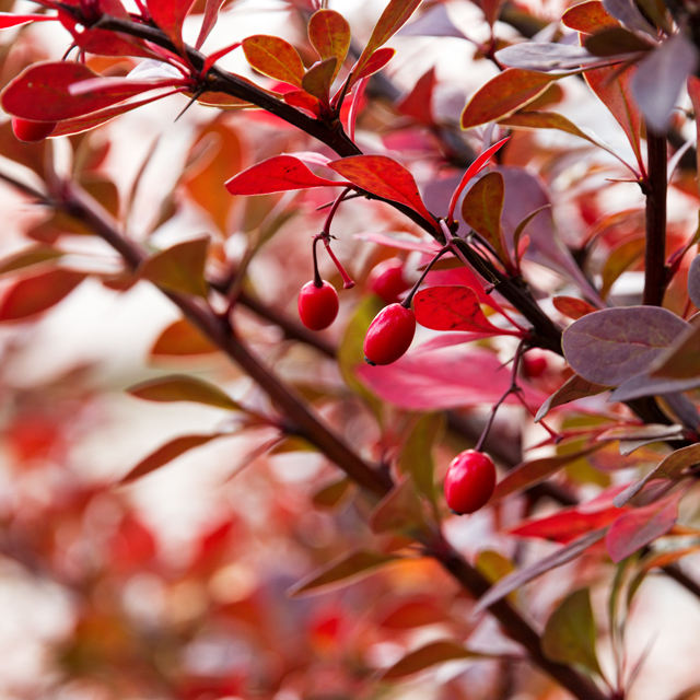 Barberry | Dreamscapes Landscape Center