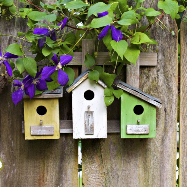 Bird Gardening | Dreamscapes Landscape Center