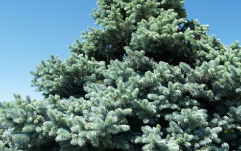 Evergreen Trees | Dreamscapes Landscape Center