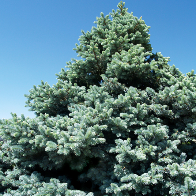 Colorado Blue Spruce | Dreamscapes Landscape Center