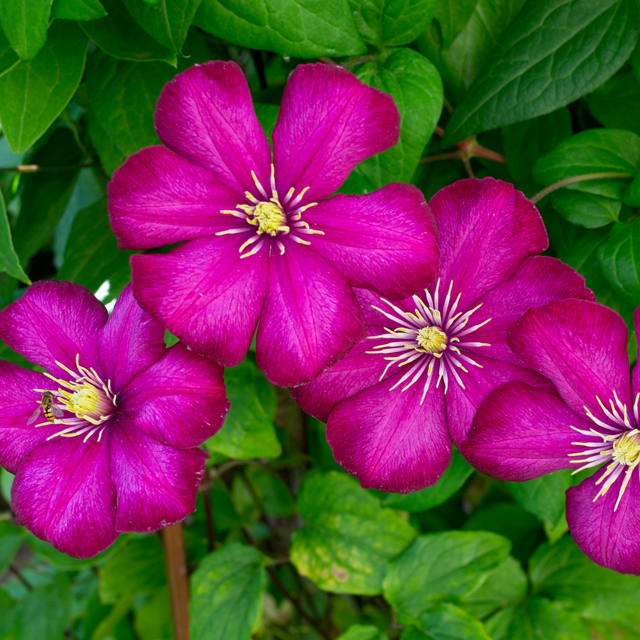 Clematis Vine | Dreamscapes Landscape Center
