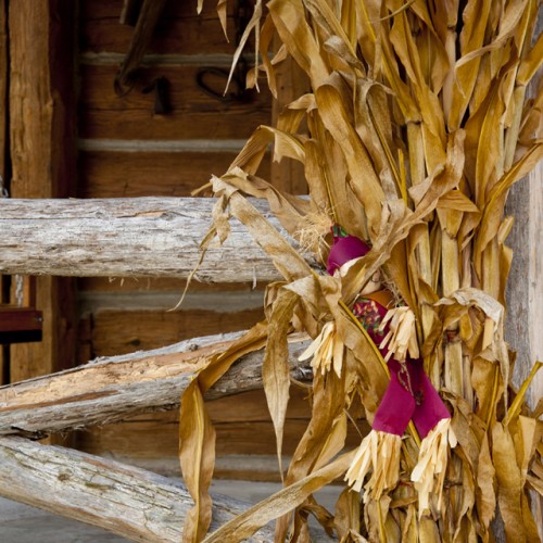 Corn Stalks | Dreamscapes Landscape Center
