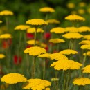 Yarrow | Dreamscapes Landscape Center